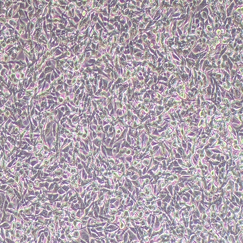 B16F10-LUC（小鼠黑色素瘤细胞）_LUC细胞-厦门逸漠生物科技有限公司